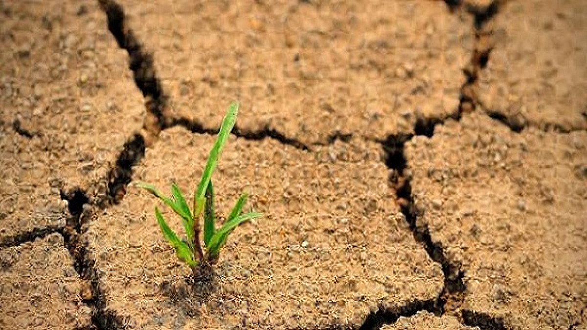 Oggi è la Giornata mondiale del Suolo | Build News